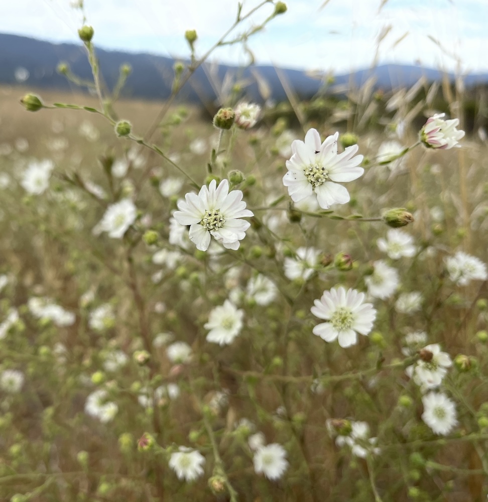 Hayfield Tarweed